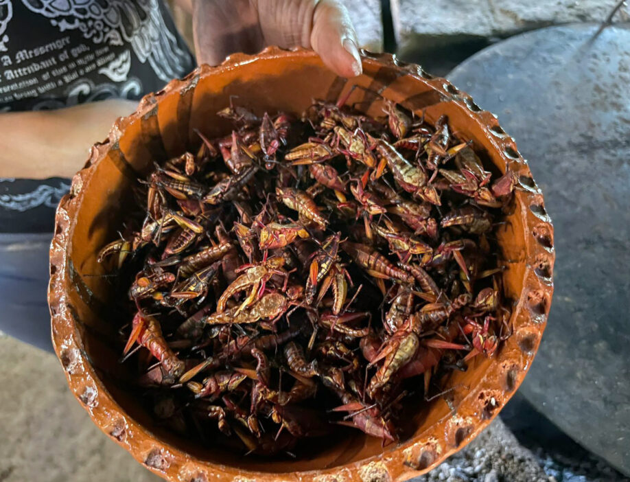 Chapulines Asados - Tradiciones y Comidas