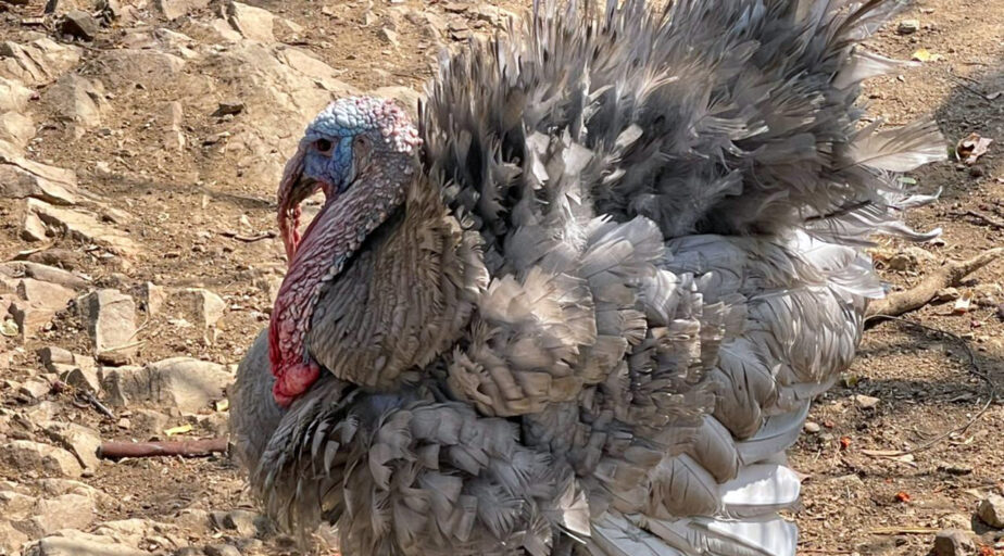 Mole de Guajolote - Tradiciones y Comidas